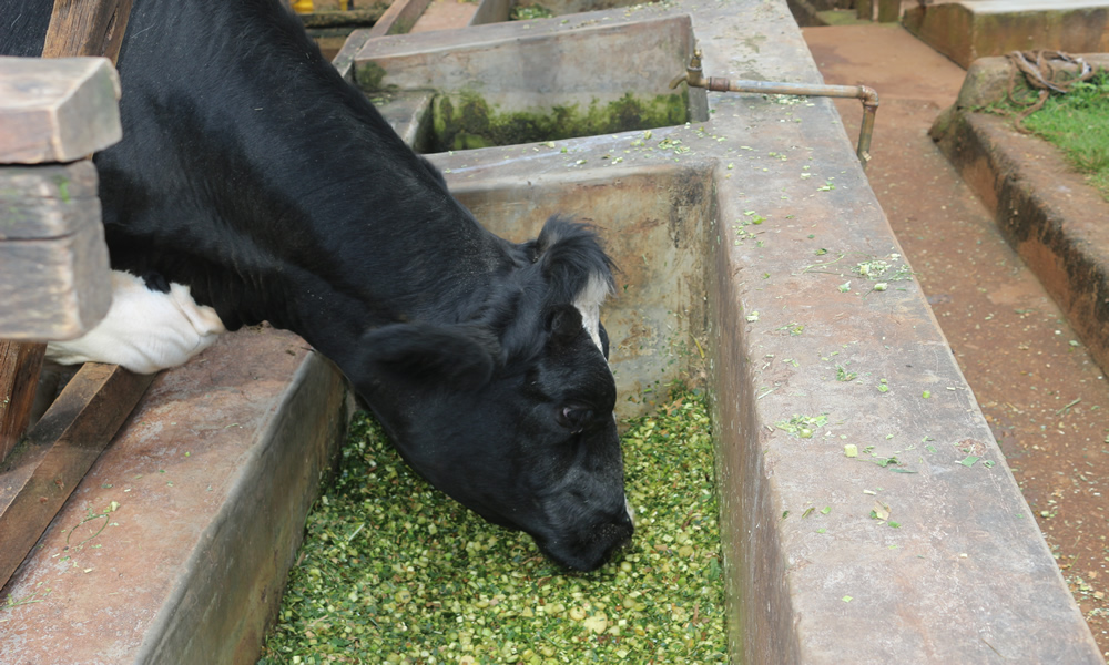KIVA - ECLOF Kenya